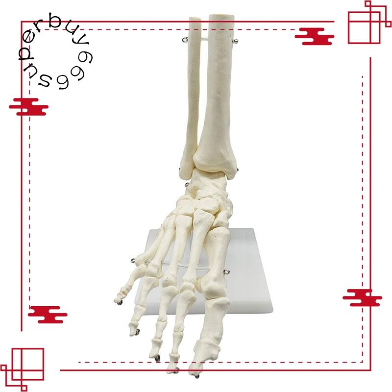 1:1 Human Skeleton Foot Anatomy Model Foot and Ankle with Shank ...