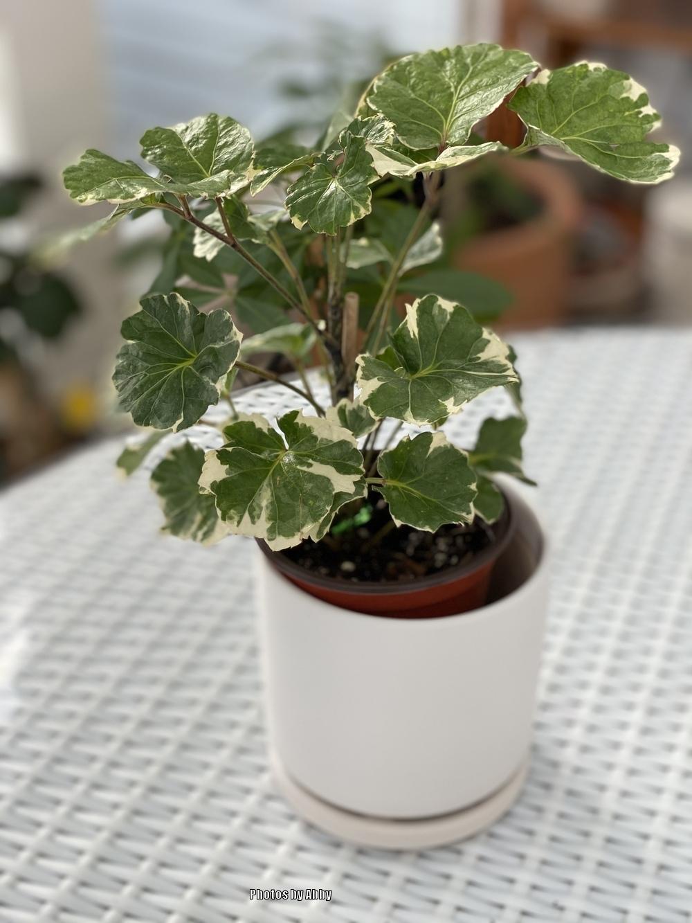 Geranium Dwarf "Aralia" Air purifying indoor & outdoor live plant ...