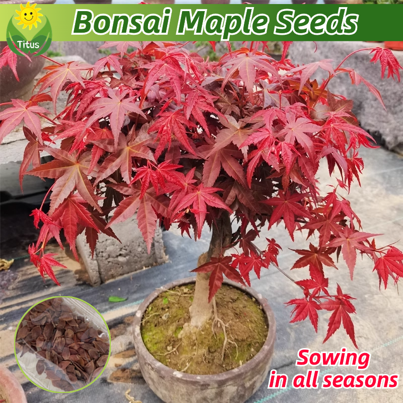 100% Legit Fresh Japanese Red Maple Tree Seeds for Planting & Gardening ...