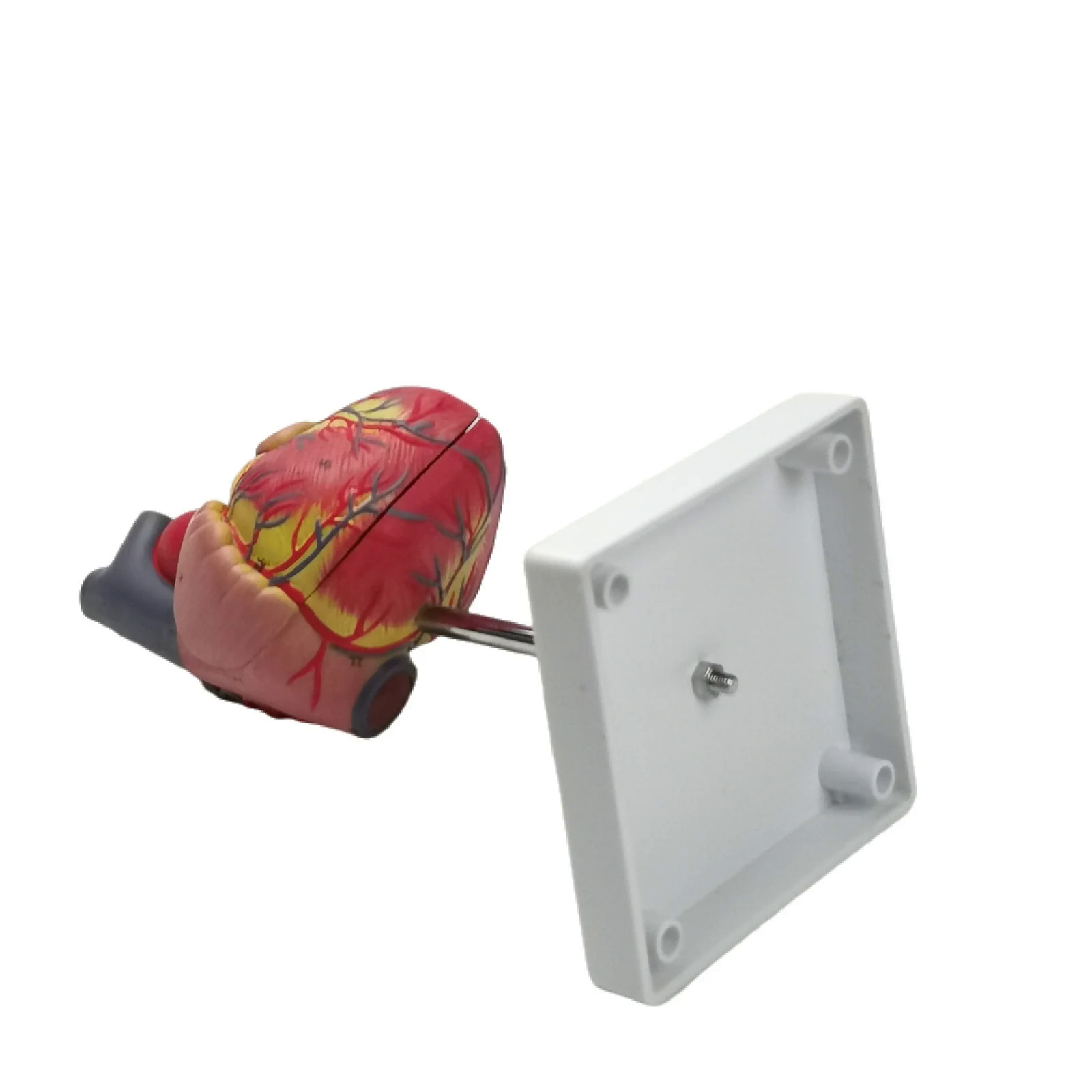 PVC 2 Part Life Size Human Heart Anatomy Model Mounted on White Base ...