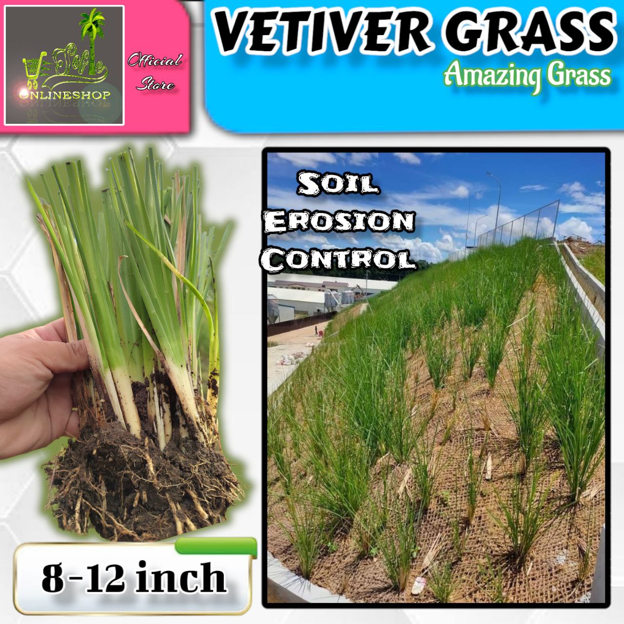 Vetiver Grass Slip / Vetiver Grass for Slope Protection / Anti ...