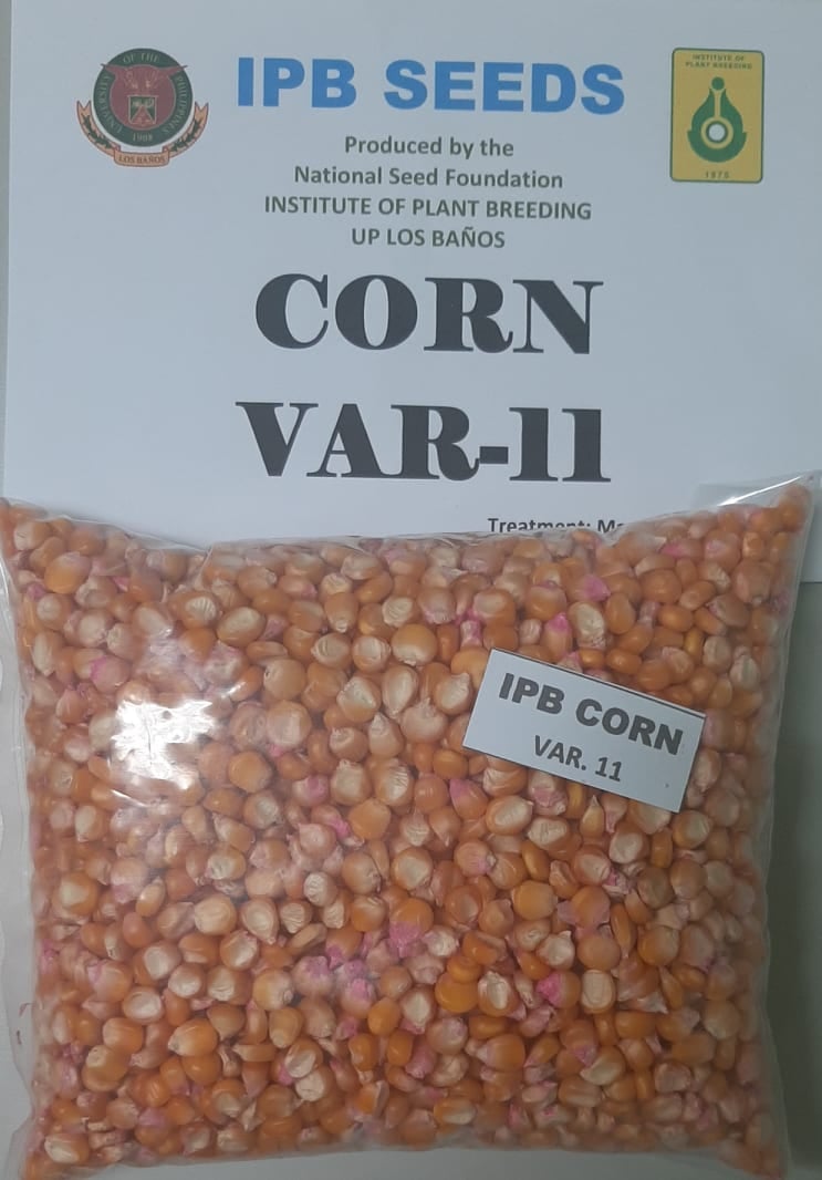 IPB VAR 11 Yellow Corn Planting Seeds 1kl pack | Lazada PH