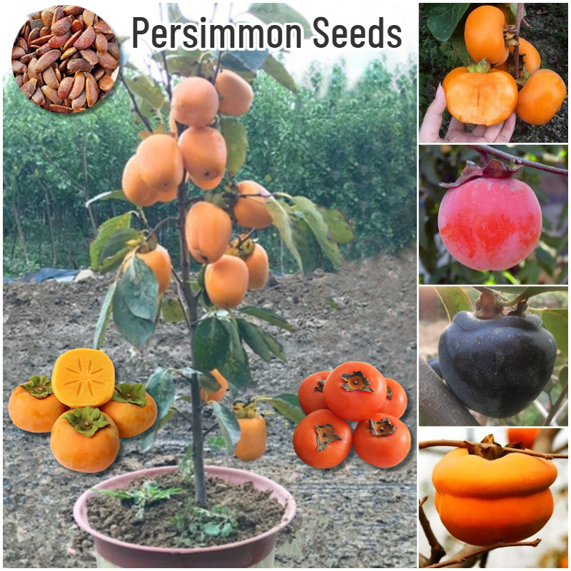 [100% Original Seed] Bonsai Persimmon Seeds Natural Growth Sweet ...