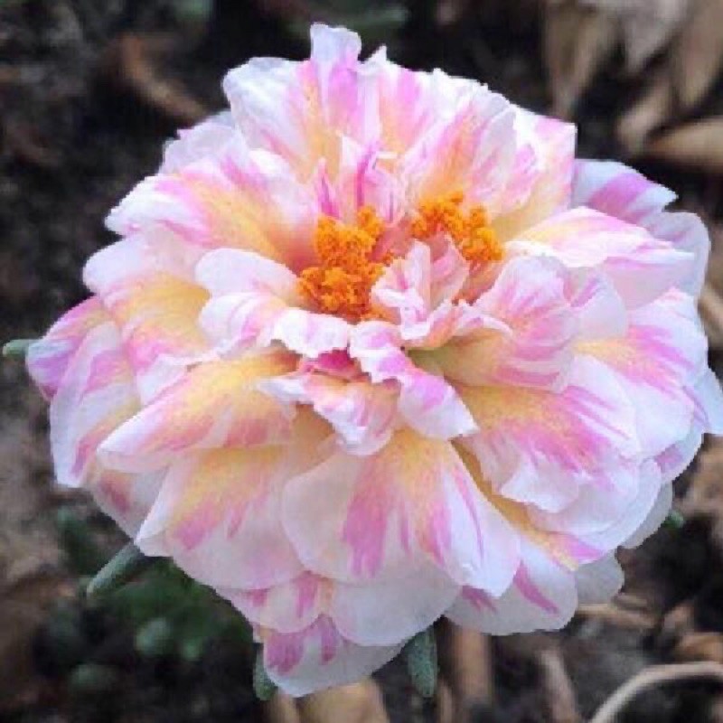 【Ready Stock】Biji Benih Bunga Ros Jepun 九点花十点花日本太阳花Flower seeds ...