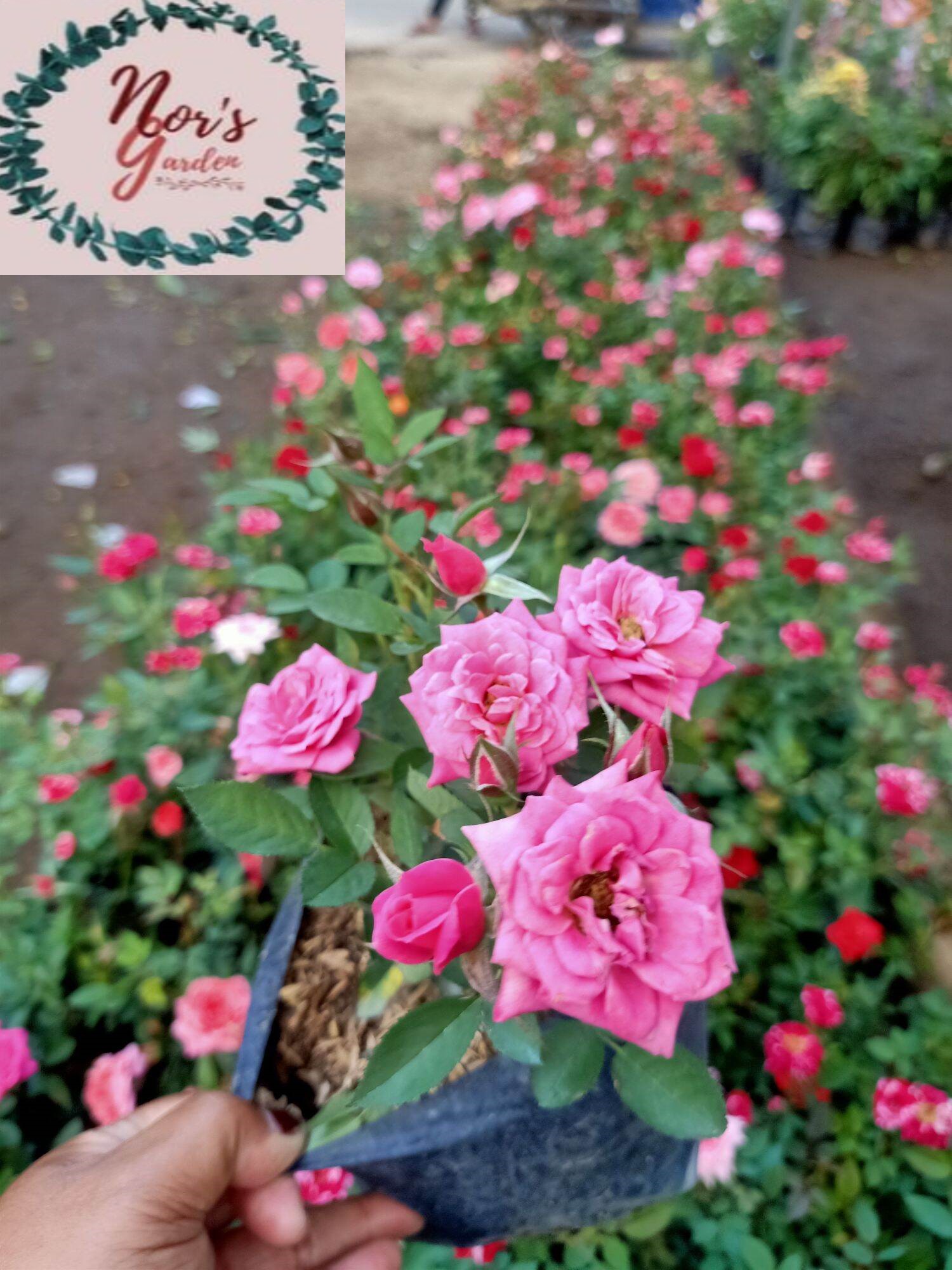 Pitimini Rose | Lazada PH