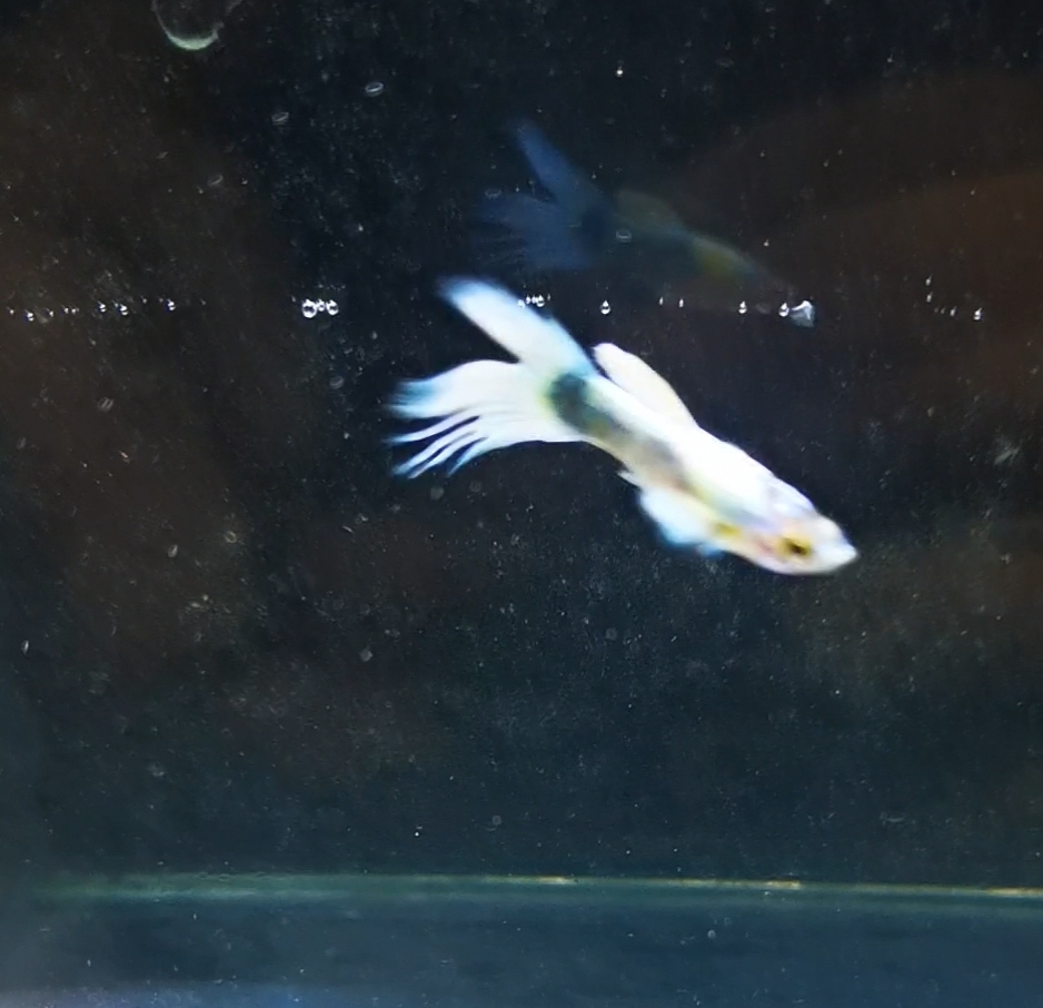 Guppy Pair Strain: German White Platinum | Lazada