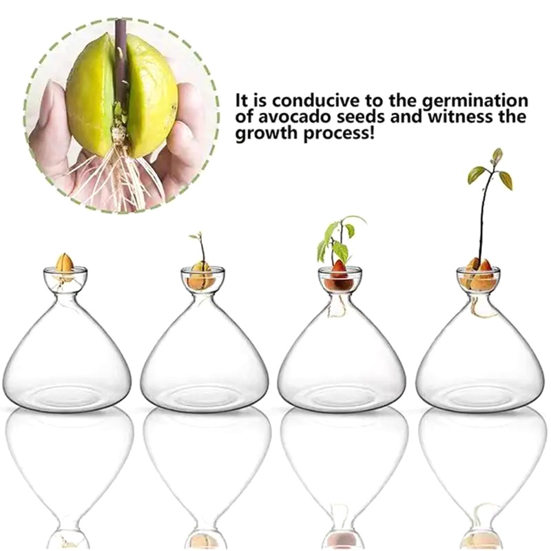 Avocado Seed Starter Vase Transparent Glass Vase Vase For Growing Plant ...