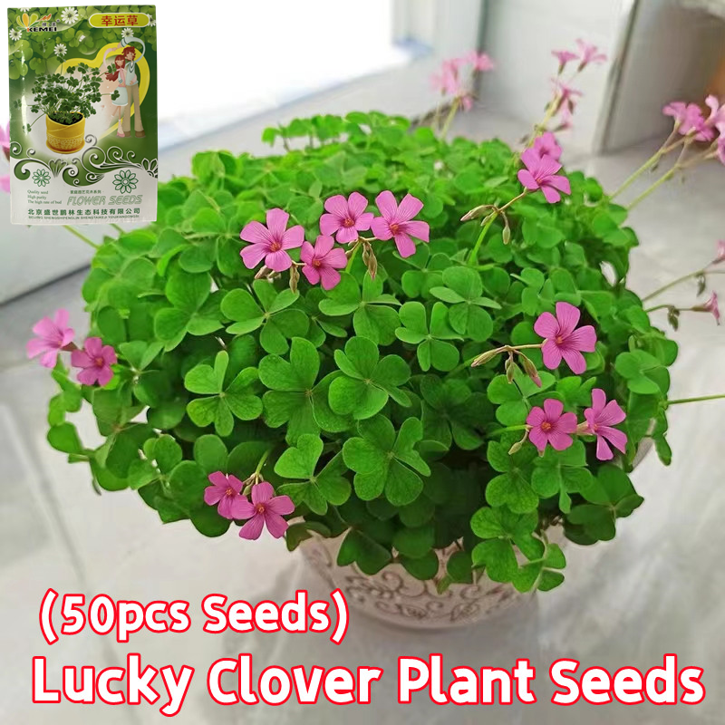 100% Original 50pcs Seeds Lucky Clover Plant Seeds for Planting 幸运草种子 ...