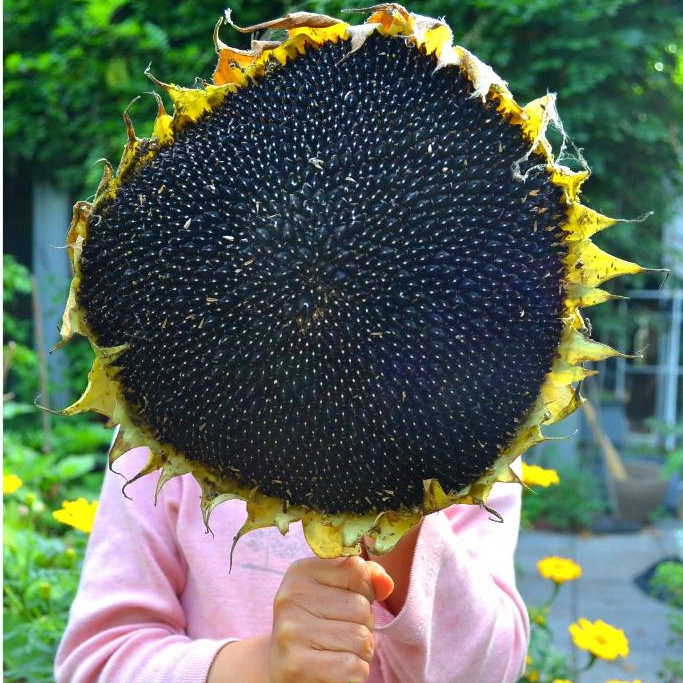 เมล็ดพันธุ์ ทานตะวัน แบล็ครัสเซีย Black Russian Sunflower Seed 20 เมล็ด ...