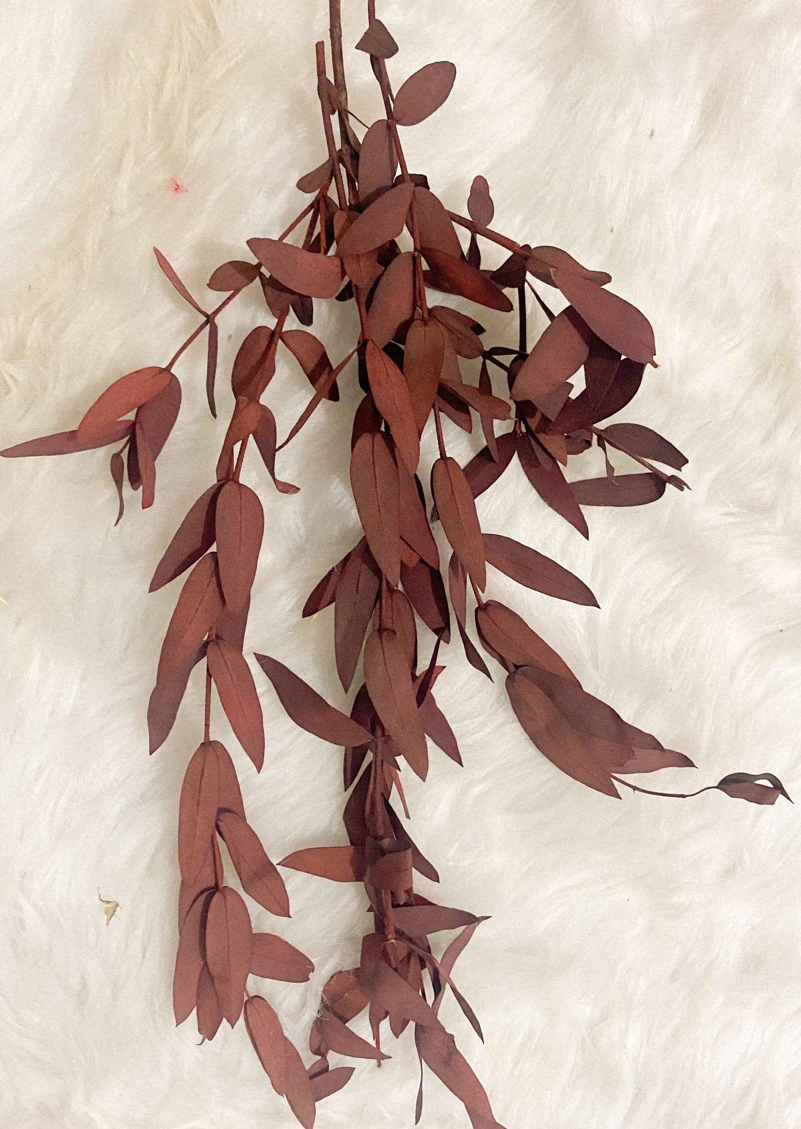 PARVI REAL DRIED FLOWER | Lazada PH