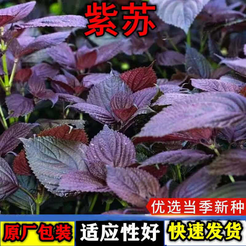 Planting Perilla seeds throughout the year, edible vegetables, large ...