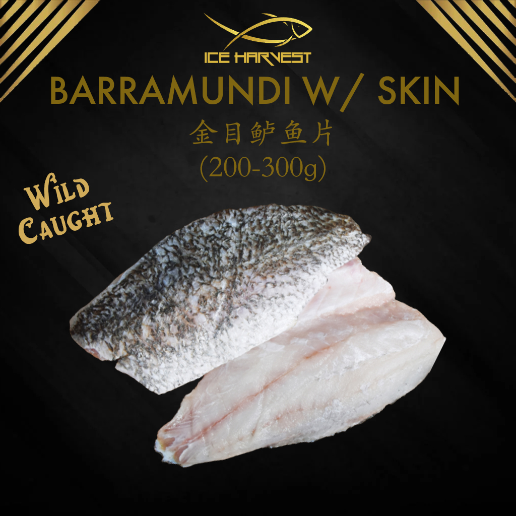 Barramundi Fillet Seabass Fish With Skin 200-300g Wild Caught Fresh ...