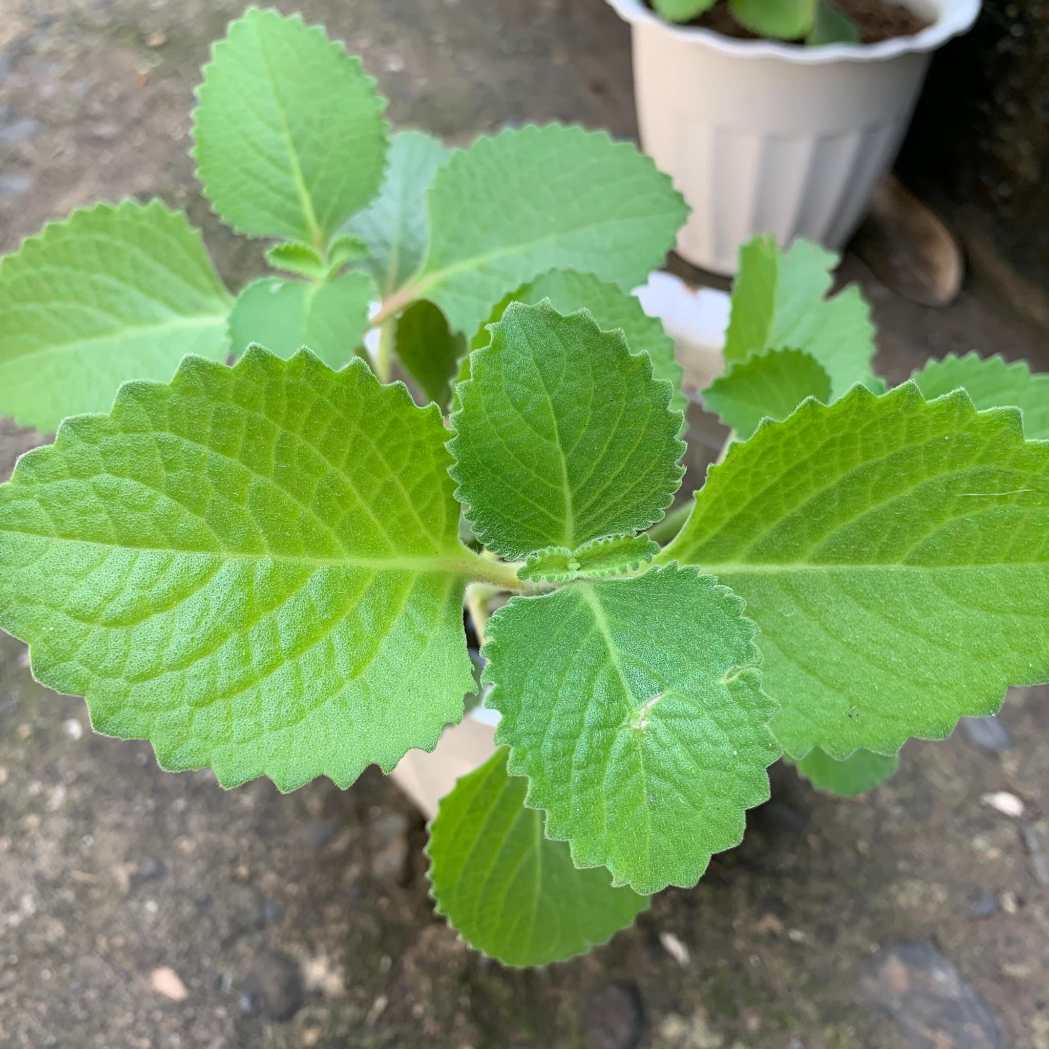 Oregano Live Plant (fresh from our garden) | Lazada PH