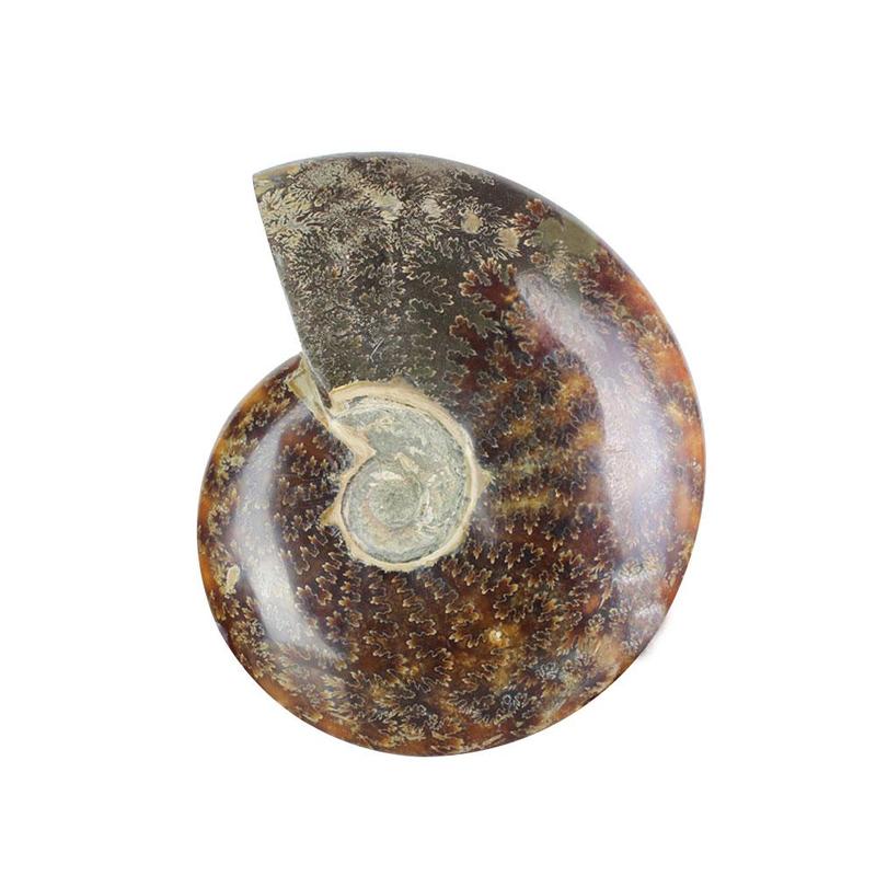 【YIYANGMAOYI111】1PC Natural 2.6cm-4cm Iridescent Ammonite Ammolite ...