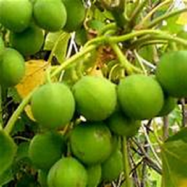 TUBA-TUBA SEEDS HERBAL MEDICINE | Lazada PH